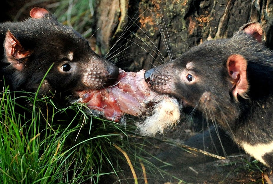 Tasmanian DEVILS! – Conserving Animals